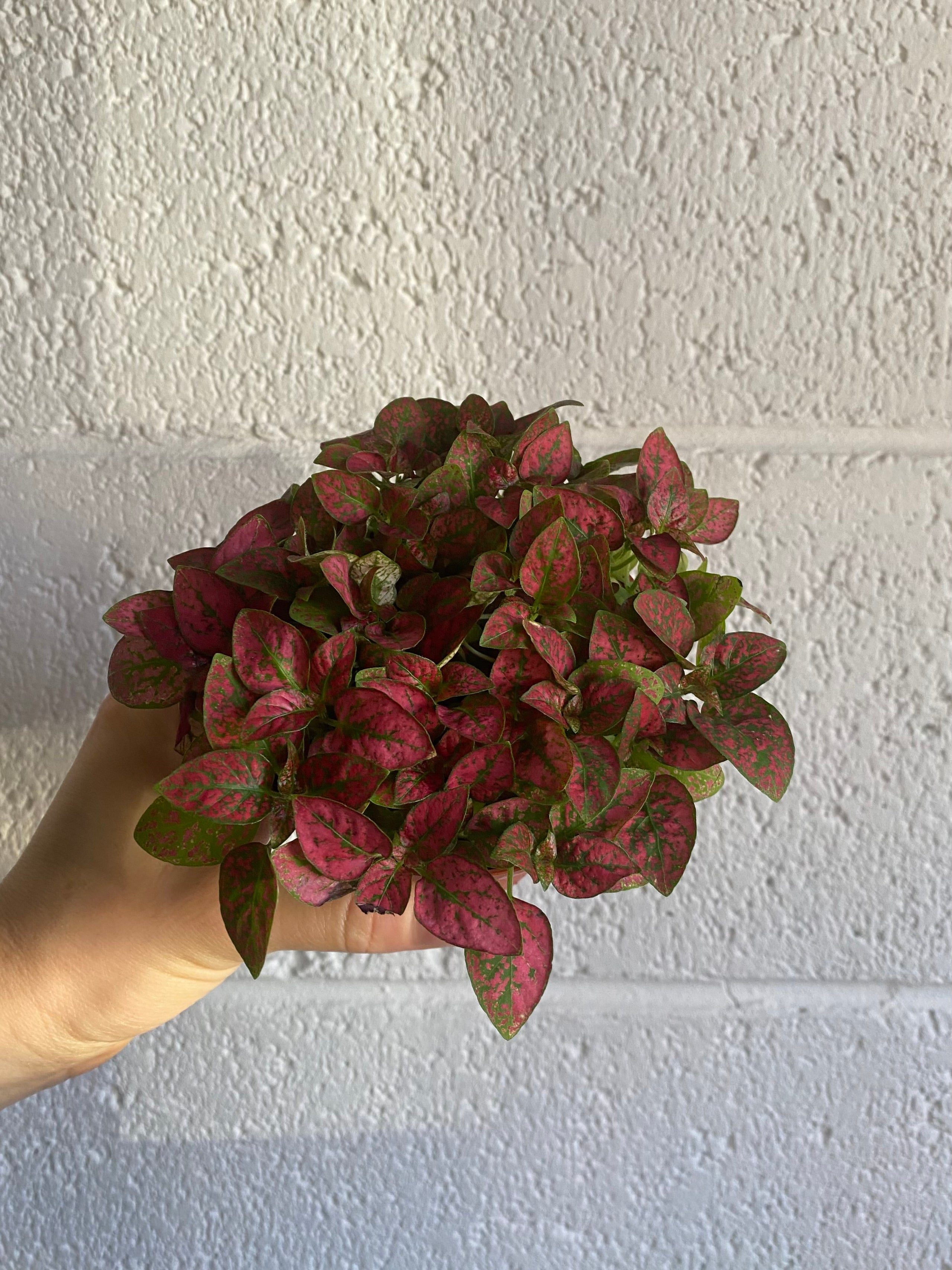 4” Pink Polka Dot Assorted | Shop Vintage Alley