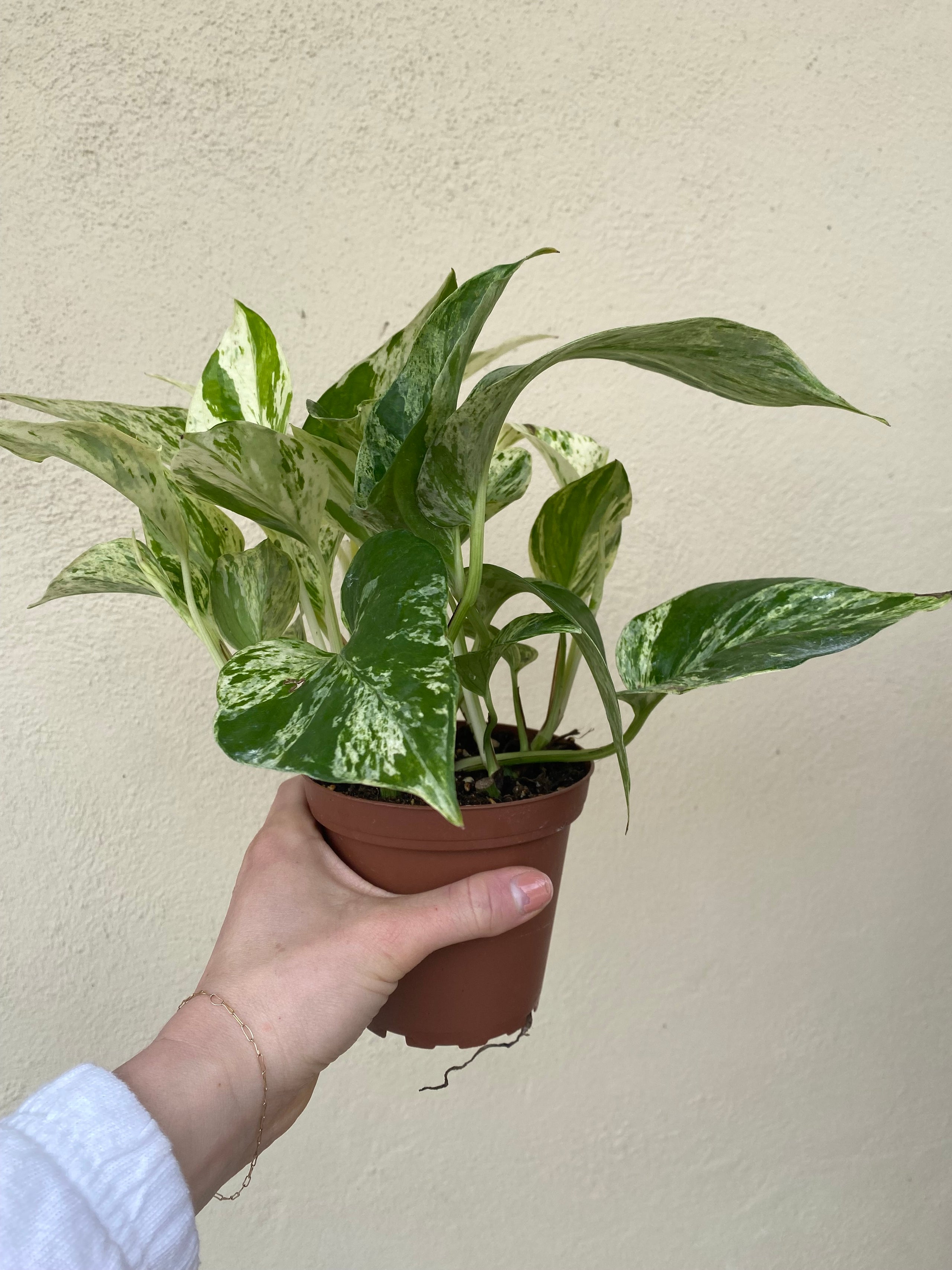 5" Marble Queen Pothos | Shop Vintage Alley