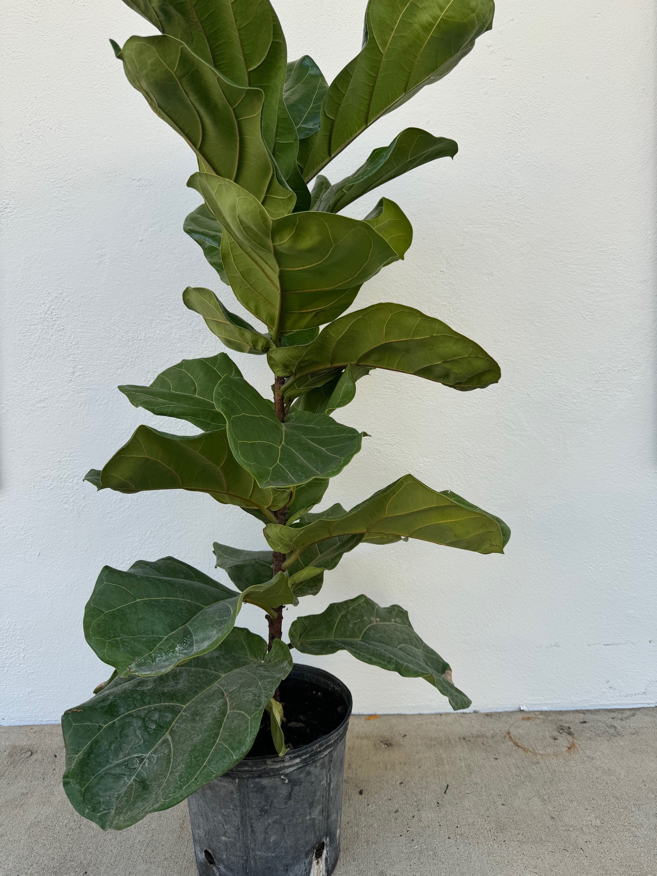 Fiddle Leaf Fig | Shop Vintage Alley